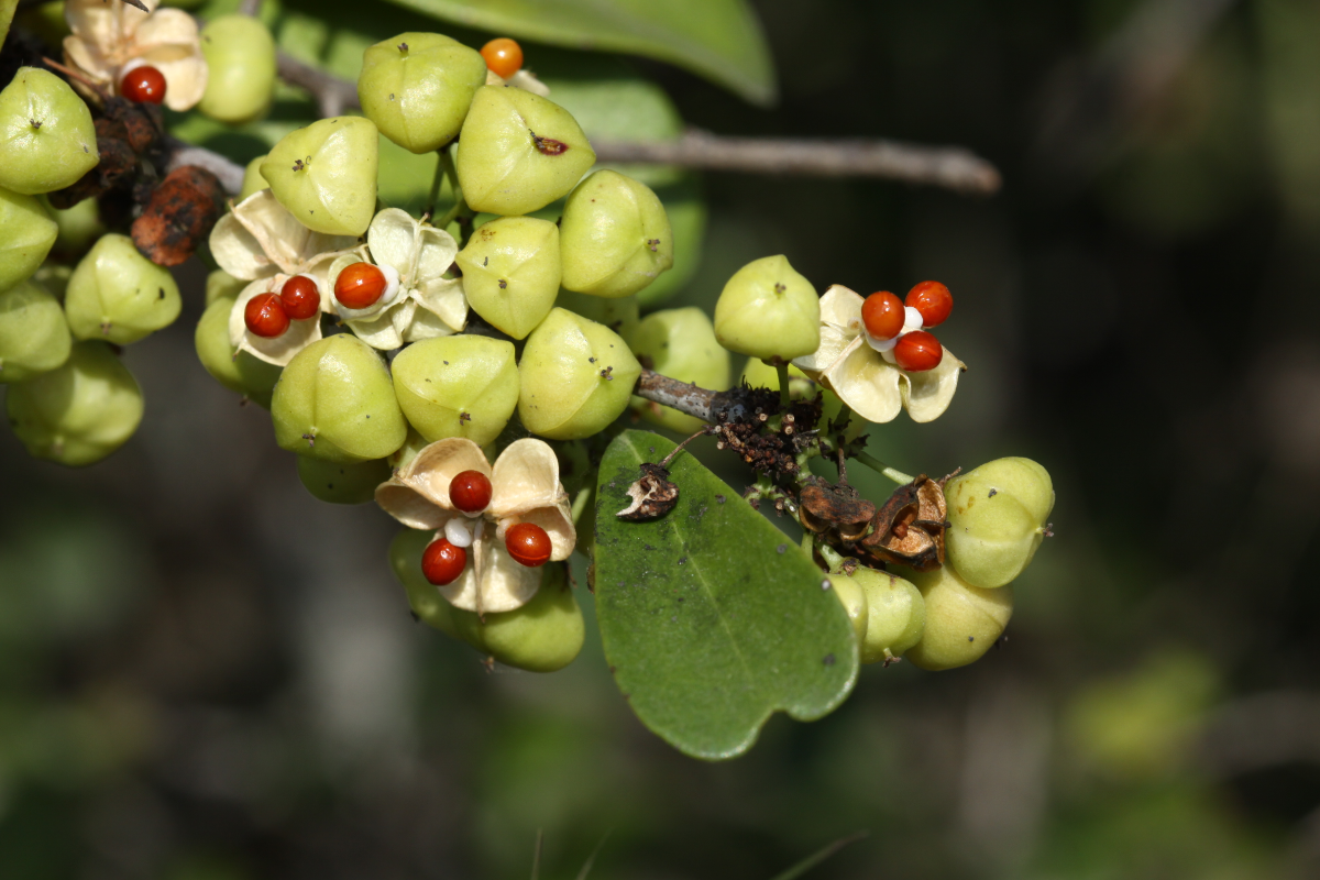 Botanical Survey of India Botanical Survey of India