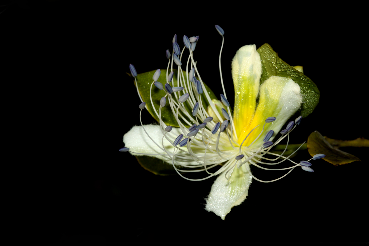 Botanical Survey of India Botanical Survey of India